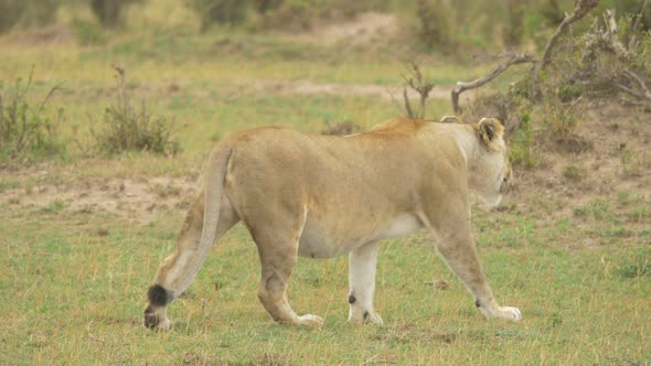 Pregnant lioness , Stock Footage | VideoHive