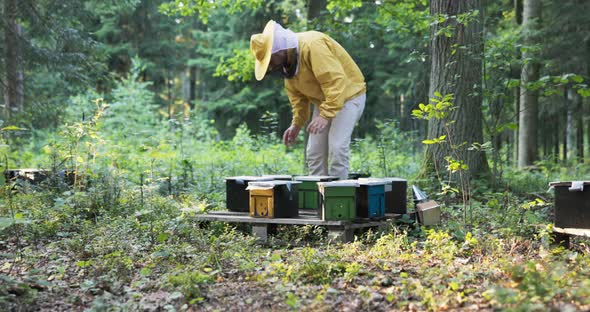 Small Houses for Bees Beehives an Apiary in the Forest a Man Protected ...