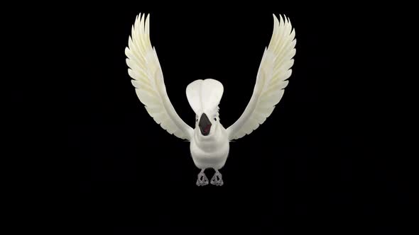 White Doves - Flock of 5 - Flying Transition by VideoMagusFX | VideoHive