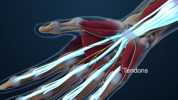 Tendon and nerve in the hand, Motion Graphics | VideoHive