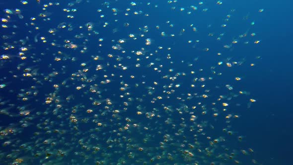 Underwater Glassfish with Blue Water Background, Stock Footage | VideoHive