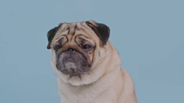 adorable dog pug breed making angry face and serious face on blue ...