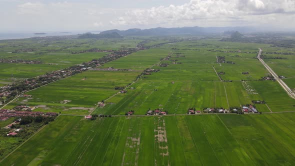 The Paddy Rice Fields of Kedah and Perlis, Malaysia, Stock Footage