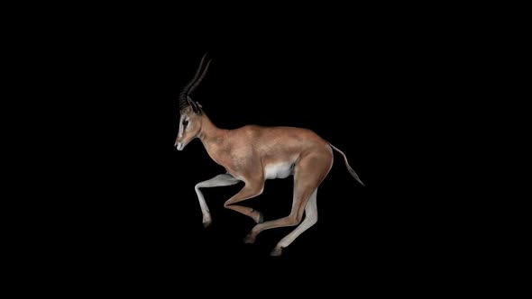 Gazelle Run, Motion Graphics | VideoHive