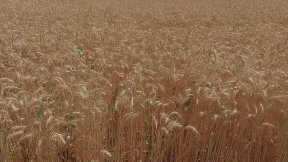 Dry Wheat field ready for harvest, Aerial footage., Stock Footage ...