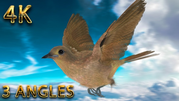 Brown nightingale flying from 3 different angles, Motion Graphics ...