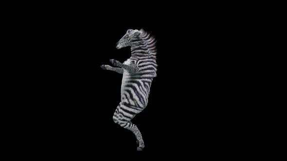 57 Zebra Dancing HD, Motion Graphics | VideoHive