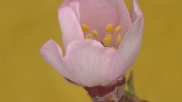 A Wild Almond Bud Opens Up Against a Yellow Background, Stock Footage