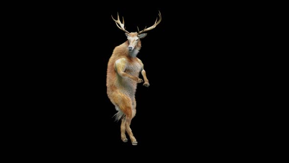 51 Deer Dancing HD, Motion Graphics | VideoHive