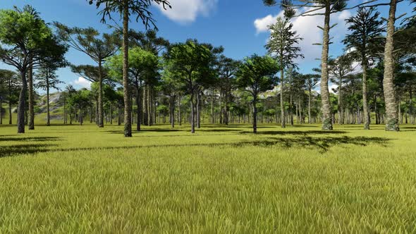 Forest Motion, Motion Graphics | VideoHive