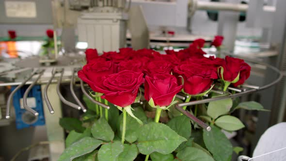 Red Roses in Automatic Bunching Machine, Stock Footage | VideoHive