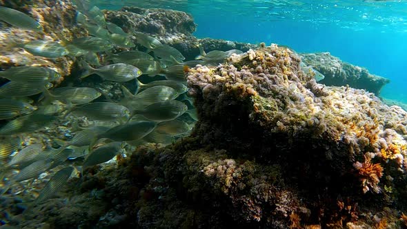 School of Boga fish swimming in natural blue underwater environment ...