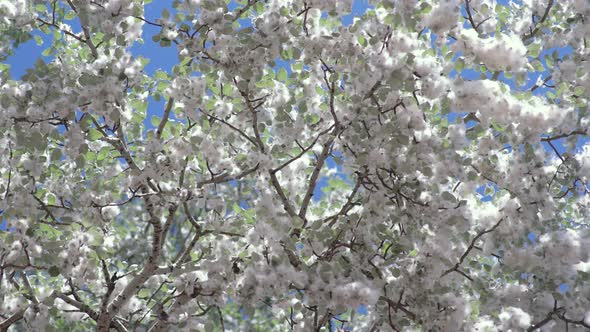 Poplar Fluff on Poplar Tree Against Blue Sky, Stock Footage | VideoHive