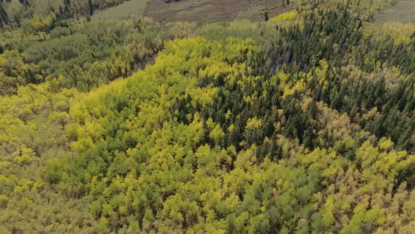 Fall foliage at Boreas Pass, CO, Stock Footage | VideoHive