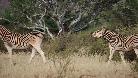 Plains Zebras Walking, Stock Footage | VideoHive