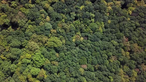 Overhead View of Top of Summer Forest, Stock Footage | VideoHive