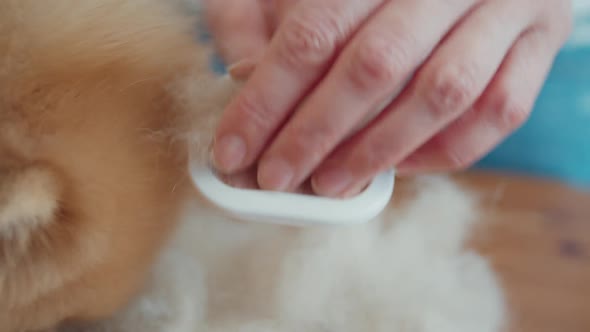 Groomer Removing the Wool From the Comb, Stock Footage | VideoHive