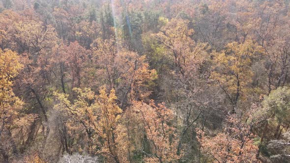 Ukraine Trees in the Autumn Forest in the Afternoon, Stock Footage