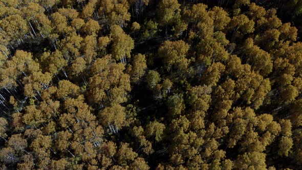 The colorful changing tree colors of Norther Utah.Yellow trees shown in ...