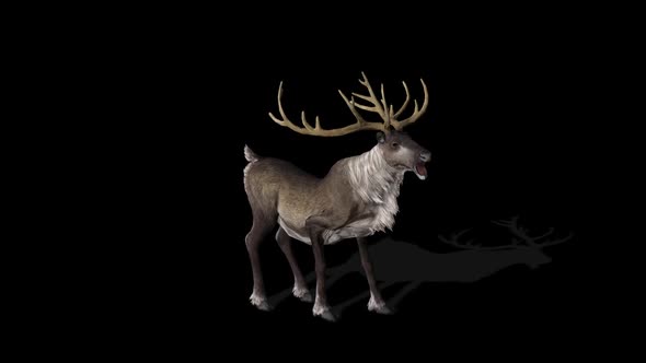 Reindeer/ Deer Yawn, Motion Graphics | VideoHive