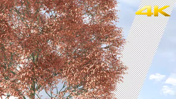 Red Oak Tree 4K, Motion Graphics | VideoHive