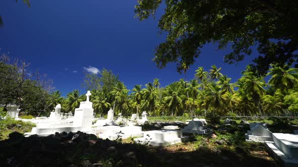 Tropical Graveyard, Stock Footage | VideoHive