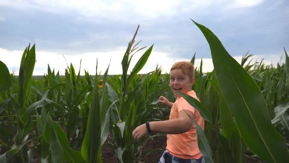 Happy Small Red-haired Boy Running Through Corn Field, Turning To ...