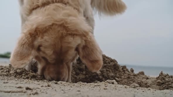 Cute Labrador Dog Digging a Hole in the Sand, Stock Footage | VideoHive