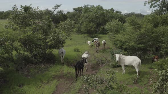 Africa Mali Cattle Herd Aerial View, Stock Footage | VideoHive