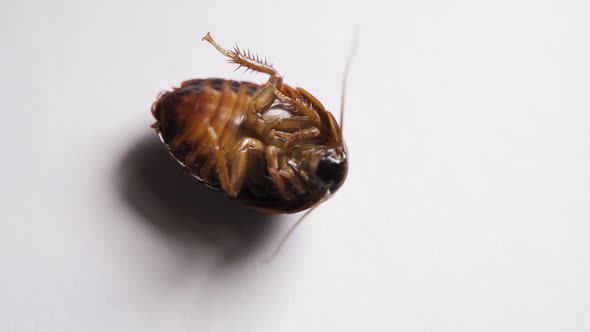 A Huge Cockroach Lies on Its Back Wiggles Its Legs and Tries to Roll ...