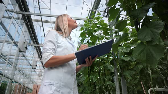 Woman Botanical Scientist Analyzing Plant Fertility Checking Harvest ...