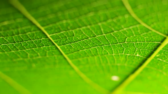 Green Leaf in Nature, Stock Footage | VideoHive