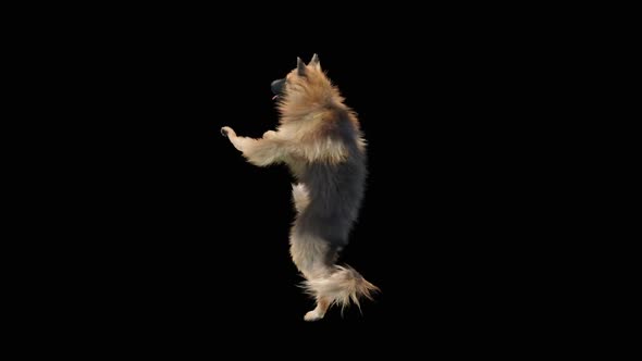 Dog Dance HD, Motion Graphics | VideoHive