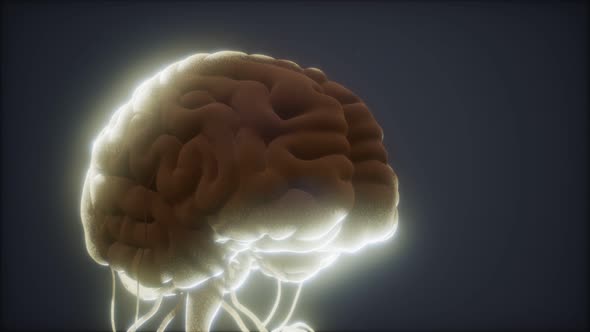 Animated Model of Human Brain, Motion Graphics | VideoHive
