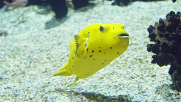 Yellow Fugu Fish in a Large Aquarium, Stock Footage | VideoHive