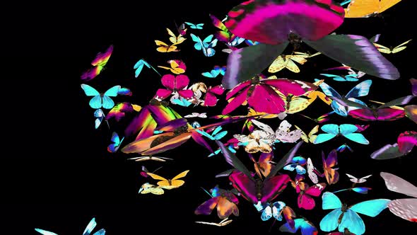 04 Butterfly 4K, Motion Graphics | VideoHive