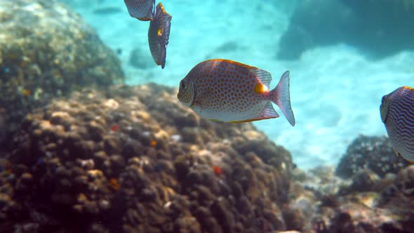 Underwater Video of Golden Rabbitfish or Siganus Guttatus School in ...