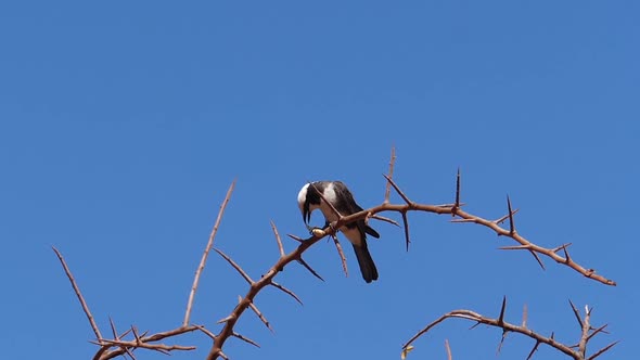 980251 Northern White-crowned Shrike, eurocephalus rueppelli, Adult ...