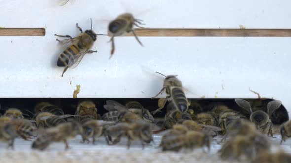 Close up shot of wild honeybee colony flying and entering bee house ...