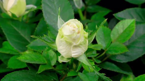 Time Lapse of Growth White Rose Flower, Stock Footage | VideoHive