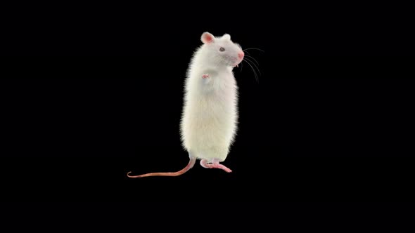 Rat Dancing, Motion Graphics | VideoHive
