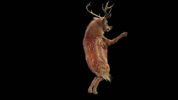 45 Deer Dancing HD, Motion Graphics | VideoHive