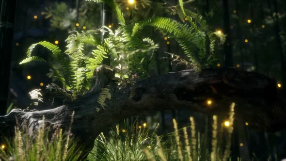 Horizontally Bending Tree Trunk with Ferns Growing and Sunlight Shining ...