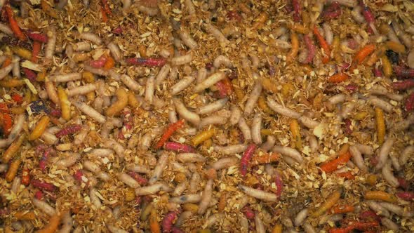 Overhead Shot Of Colorful Fishing Maggots, Stock Footage | VideoHive
