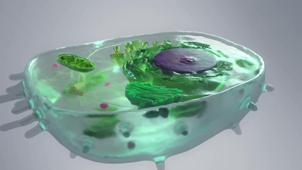 Main components of the general molecular composition of the cell ...