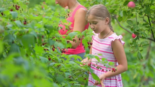 Girl with Mom Pick Raspberries, Stock Footage | VideoHive