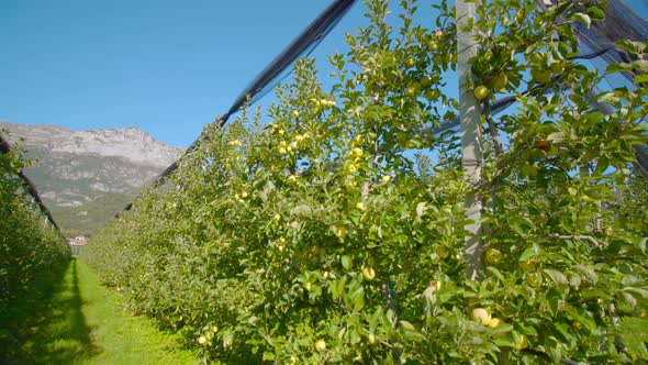 Narrow Aisle Stretches Between Rows of Yellow Apple Trees, Stock Footage