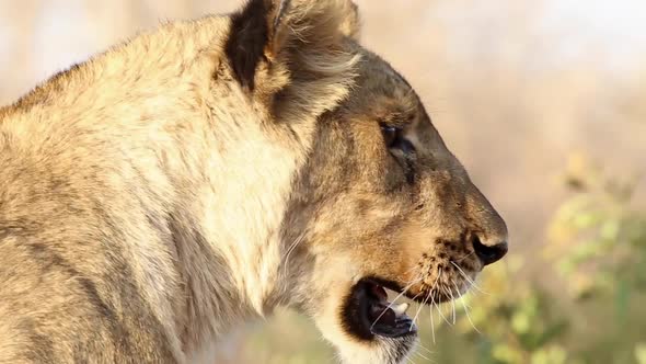 alert lion scanning alert lion scanning, Stock Footage | VideoHive