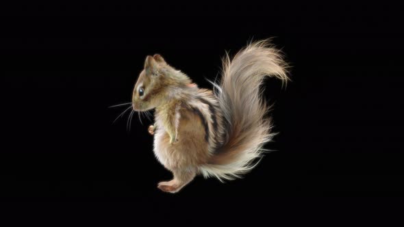 72 Chipmunk Dancing 4K, Motion Graphics | VideoHive