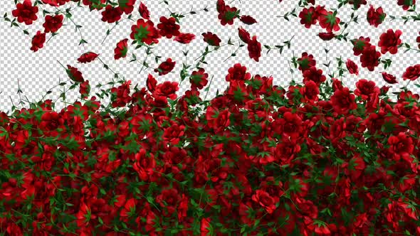 Red Roses Screen Overlay and Transition, Motion Graphics | VideoHive